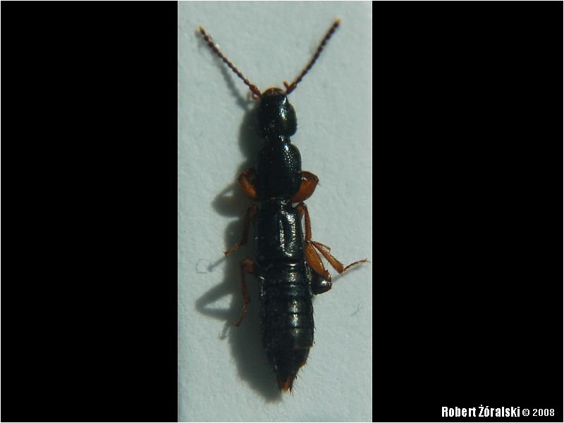 Coleoptera > Staphylinidae > Paederinae > Lathrobium_brunnipes Coleoptera > Staphylinidae > Paederinae > Lathrobium_brunnipes